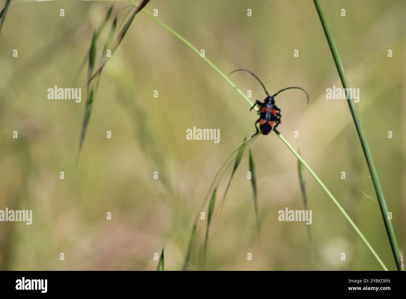 Pea Longhorn Beetle (Ceroplesis aethiops) Insecta Stock Photo - Alamy