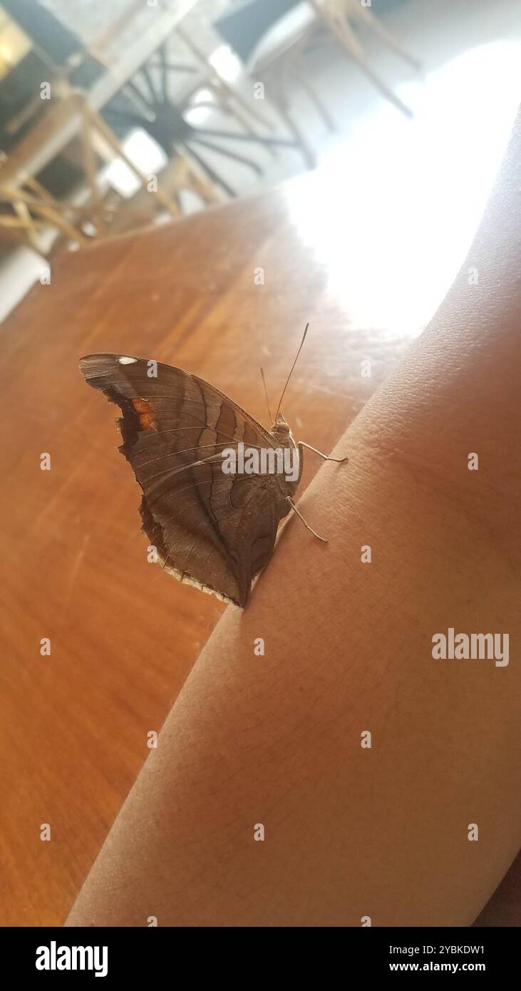 Orion Cecropian (Historis odius) Insecta Stock Photo - Alamy