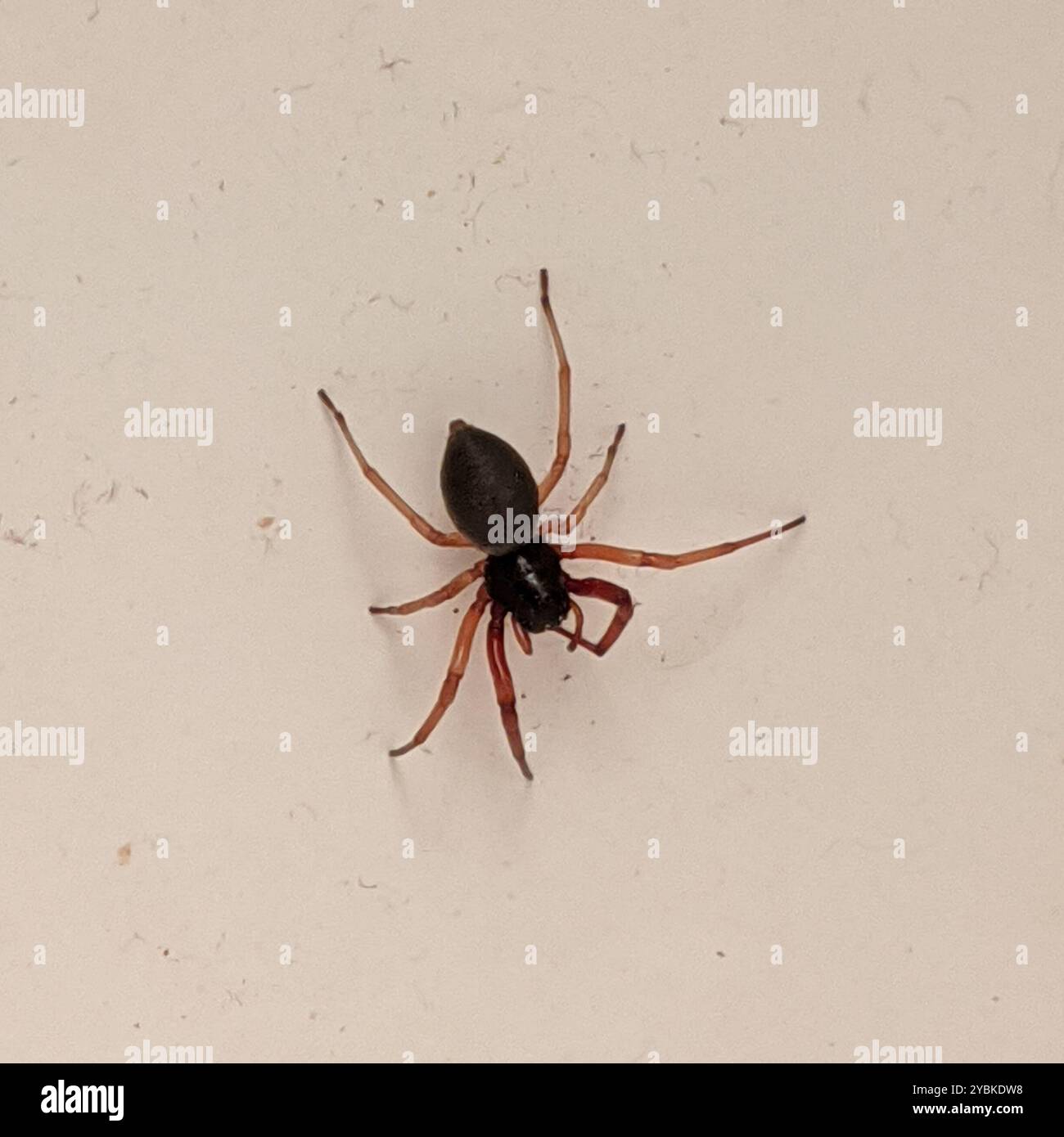 Broad-faced Sac Spider (Trachelas tranquillus) Arachnida Stock Photo ...