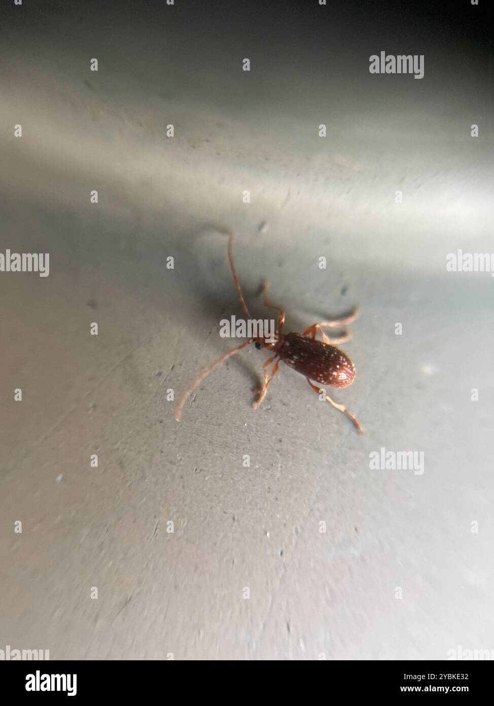 White-marked Spider-beetle (Ptinus fur) Insecta Stock Photo - Alamy