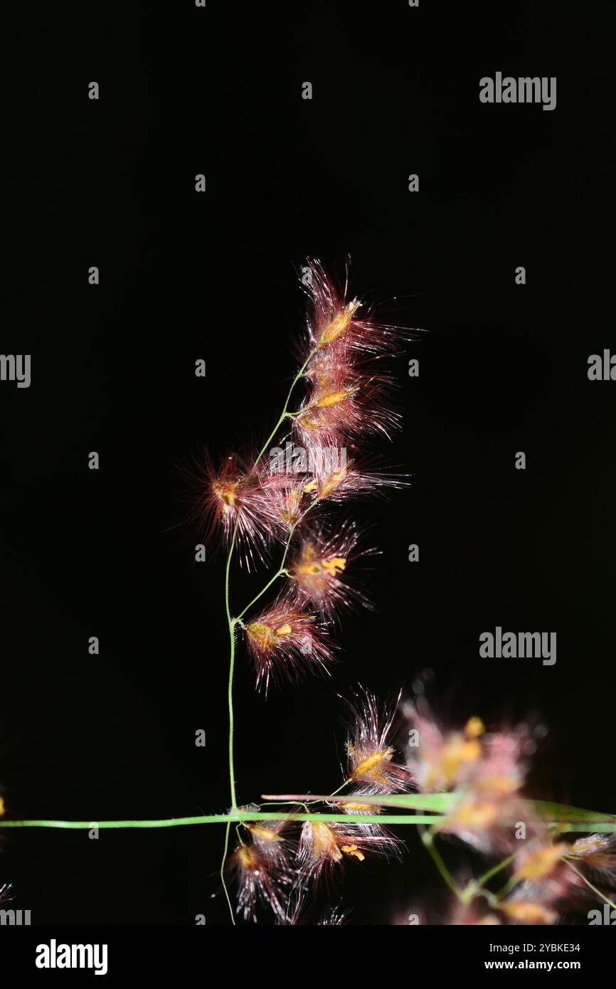 (Melinis repens grandiflora) Plantae Stock Photo - Alamy