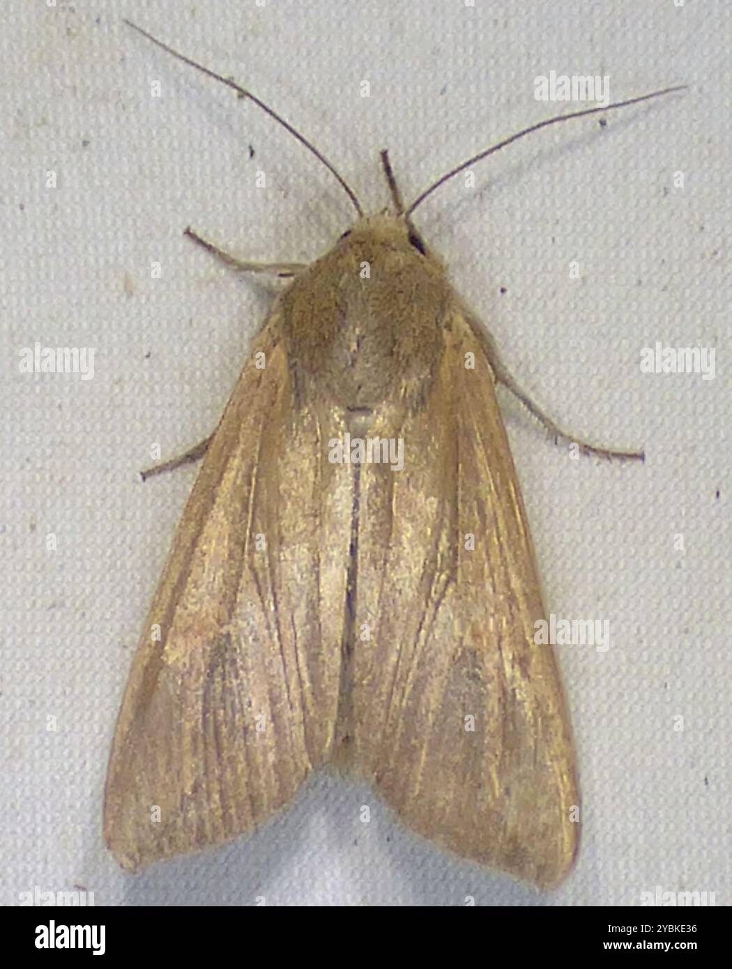 White-speck Moth (Mythimna unipuncta) Insecta Stock Photo - Alamy