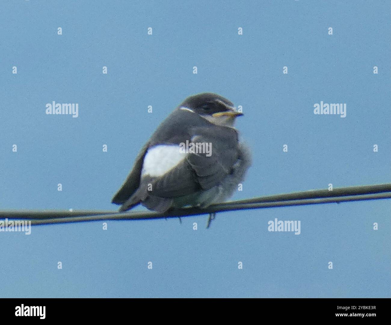 Leucorrhoa hi-res stock photography and images - Alamy