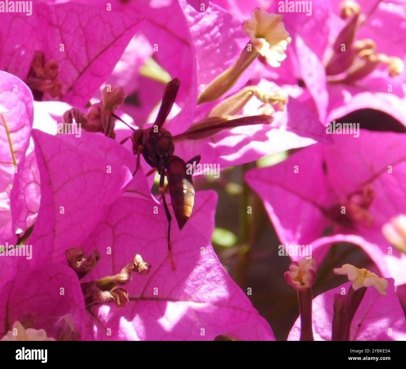 canadensis/exclamans-group Paper Wasps (Aphanilopterus) Insecta Stock ...