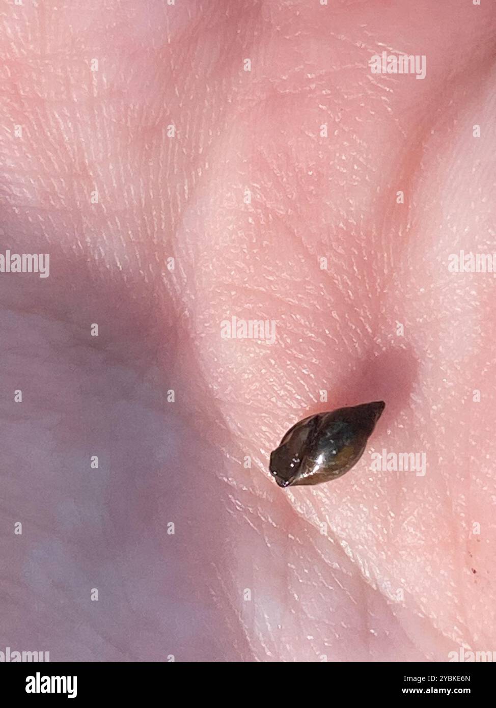 Bladder Snails (Physidae) Mollusca Stock Photo - Alamy