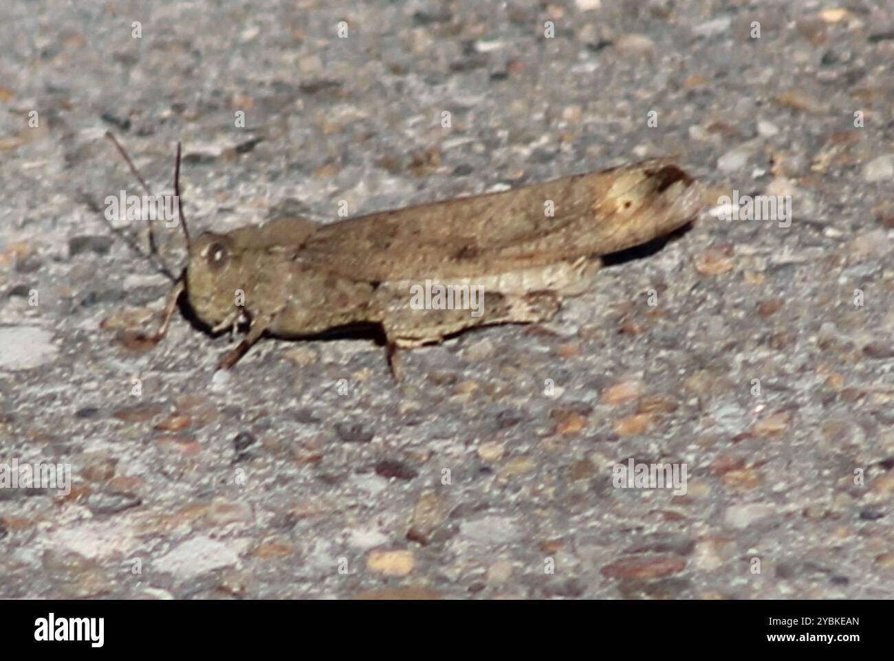 Carolina Grasshopper (Dissosteira carolina) Insecta Stock Photo - Alamy