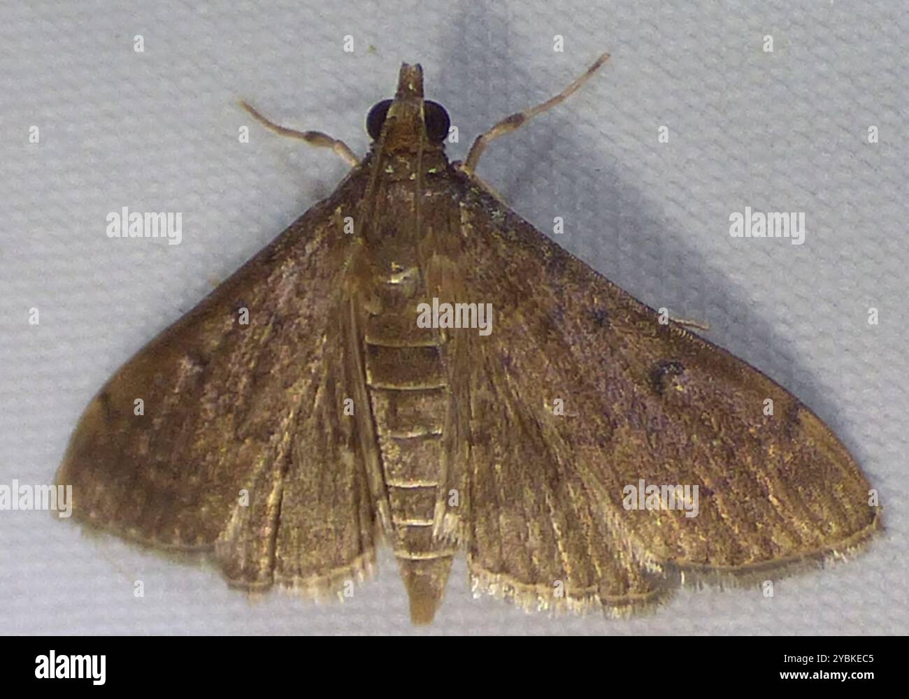 Dusky Herpetogramma Moth (Herpetogramma phaeopteralis) Insecta Stock ...