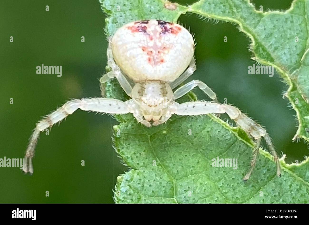 Crab Spiders (Thomisidae) Arachnida Stock Photo - Alamy
