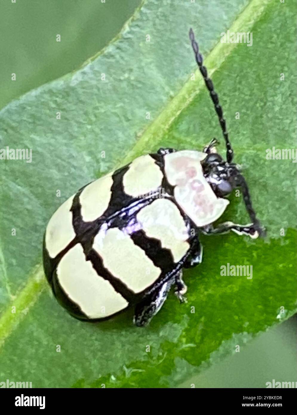 Alagoasa hi-res stock photography and images - Alamy