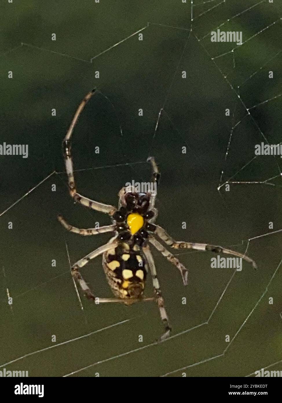 Nephilingis cruentata hi-res stock photography and images - Alamy