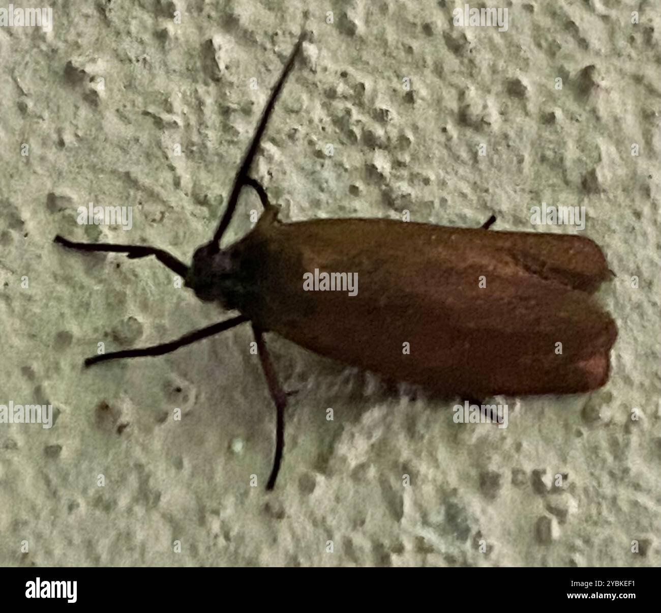 Lichen Moths (Lithosiini) Insecta Stock Photo - Alamy