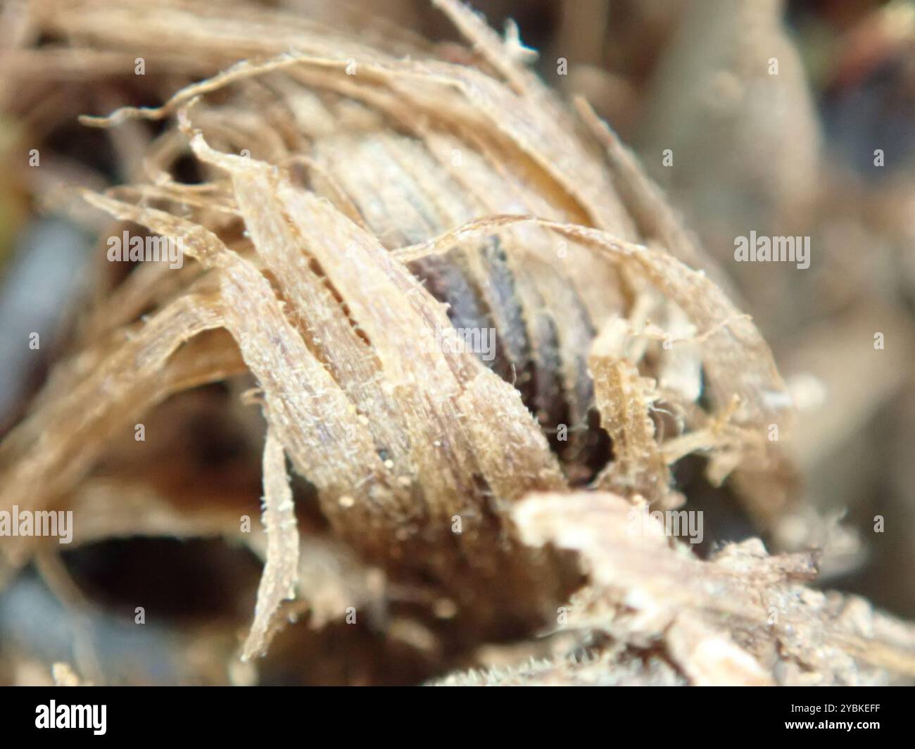 Soft Fern (Christella dentata) Plantae Stock Photo - Alamy