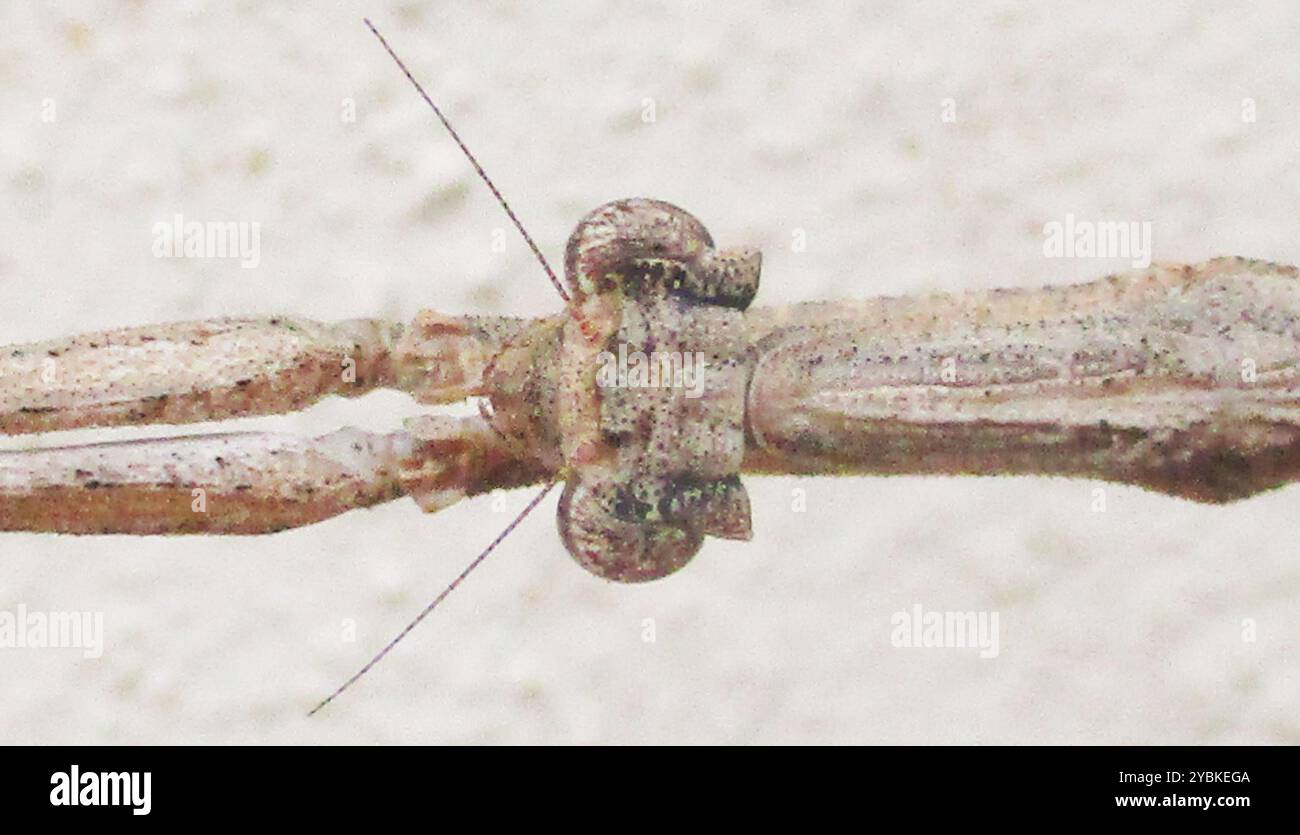 African Stick Mantises (Hoplocorypha) Insecta Stock Photo - Alamy