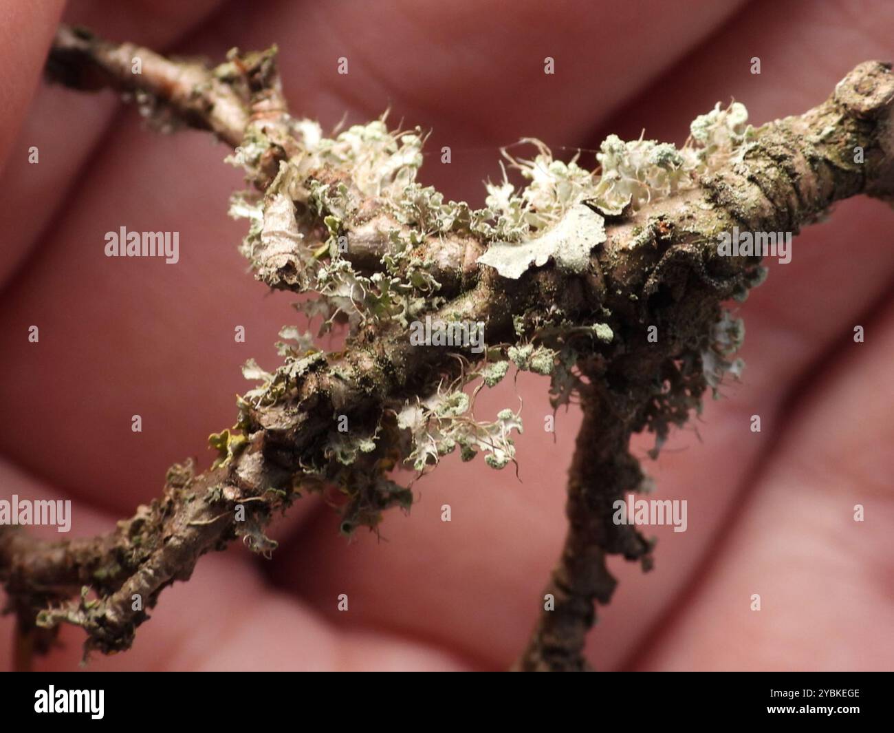 Fringed Rosette Lichen (Physcia tenella) Fungi Stock Photo - Alamy