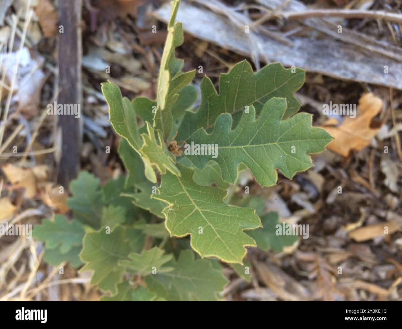 valley oak (Quercus lobata) Plantae Stock Photo - Alamy