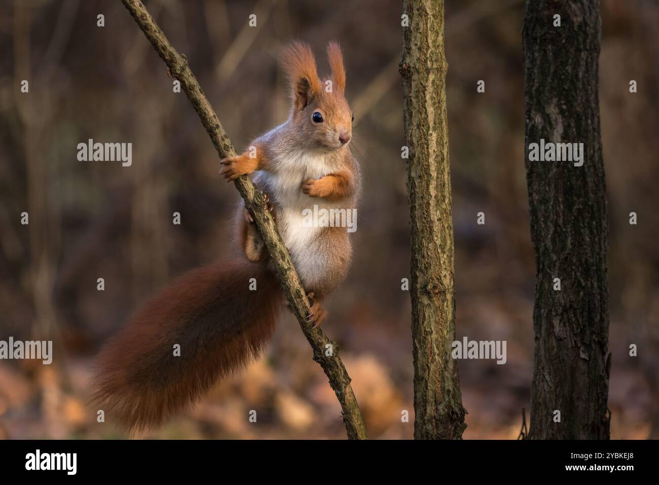 A red squirrel (Sciurus vulgaris) with its cute belly exposed, perching ...
