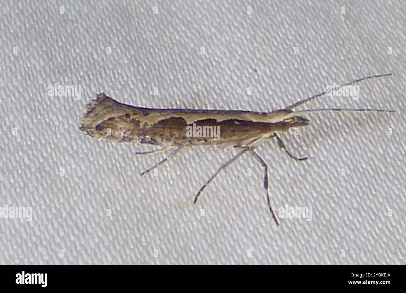 Diamondback Moth (Plutella xylostella) Insecta Stock Photo - Alamy