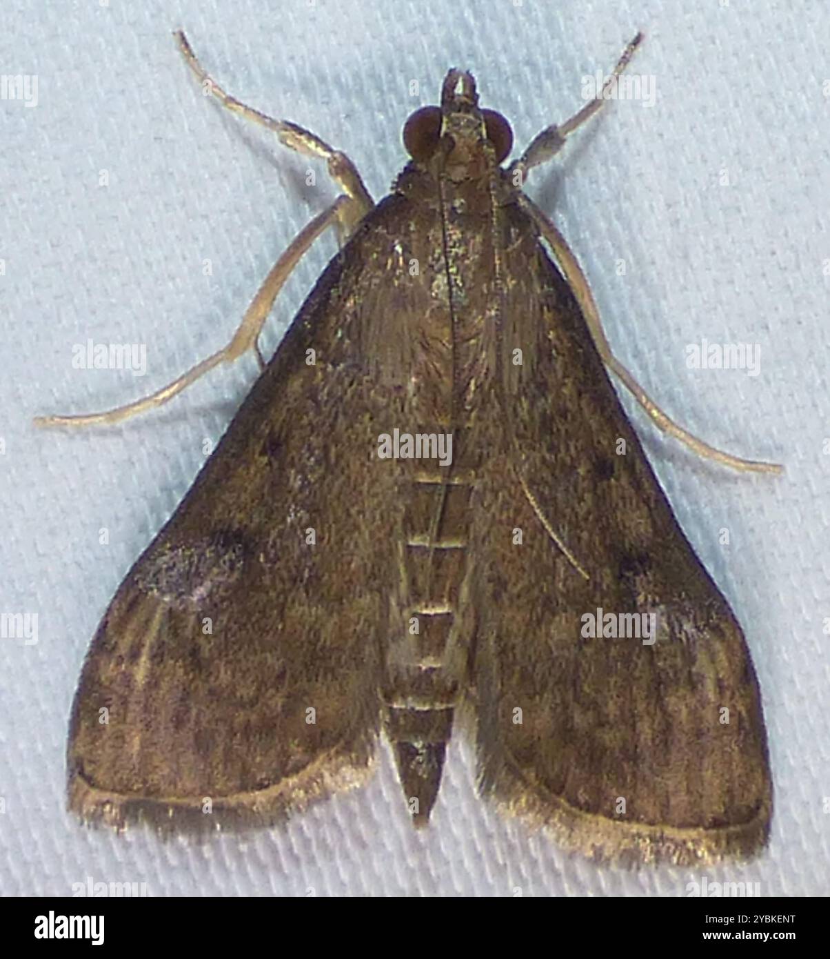 Dusky Herpetogramma Moth (Herpetogramma phaeopteralis) Insecta Stock ...