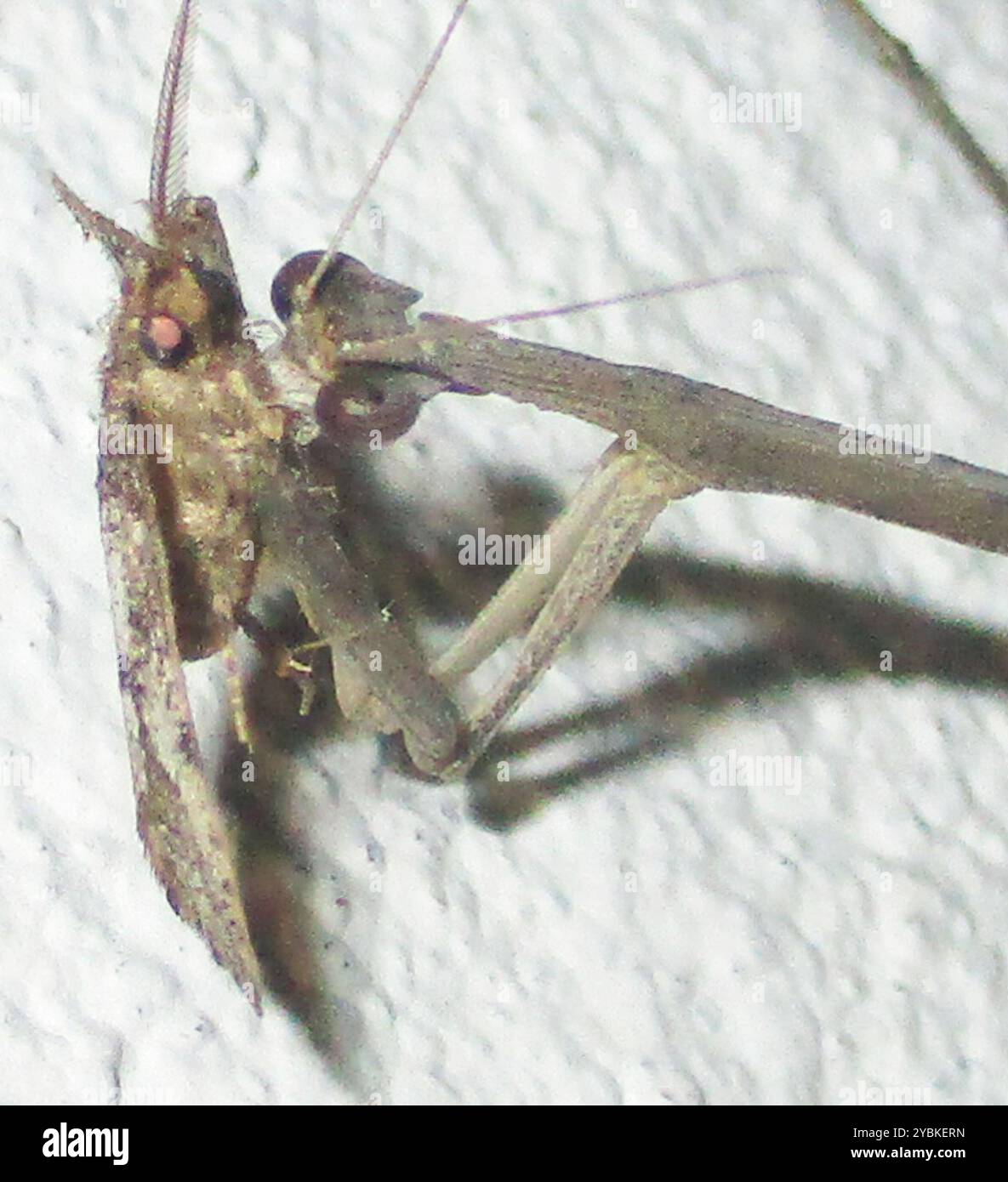 African Stick Mantises (Hoplocorypha) Insecta Stock Photo - Alamy