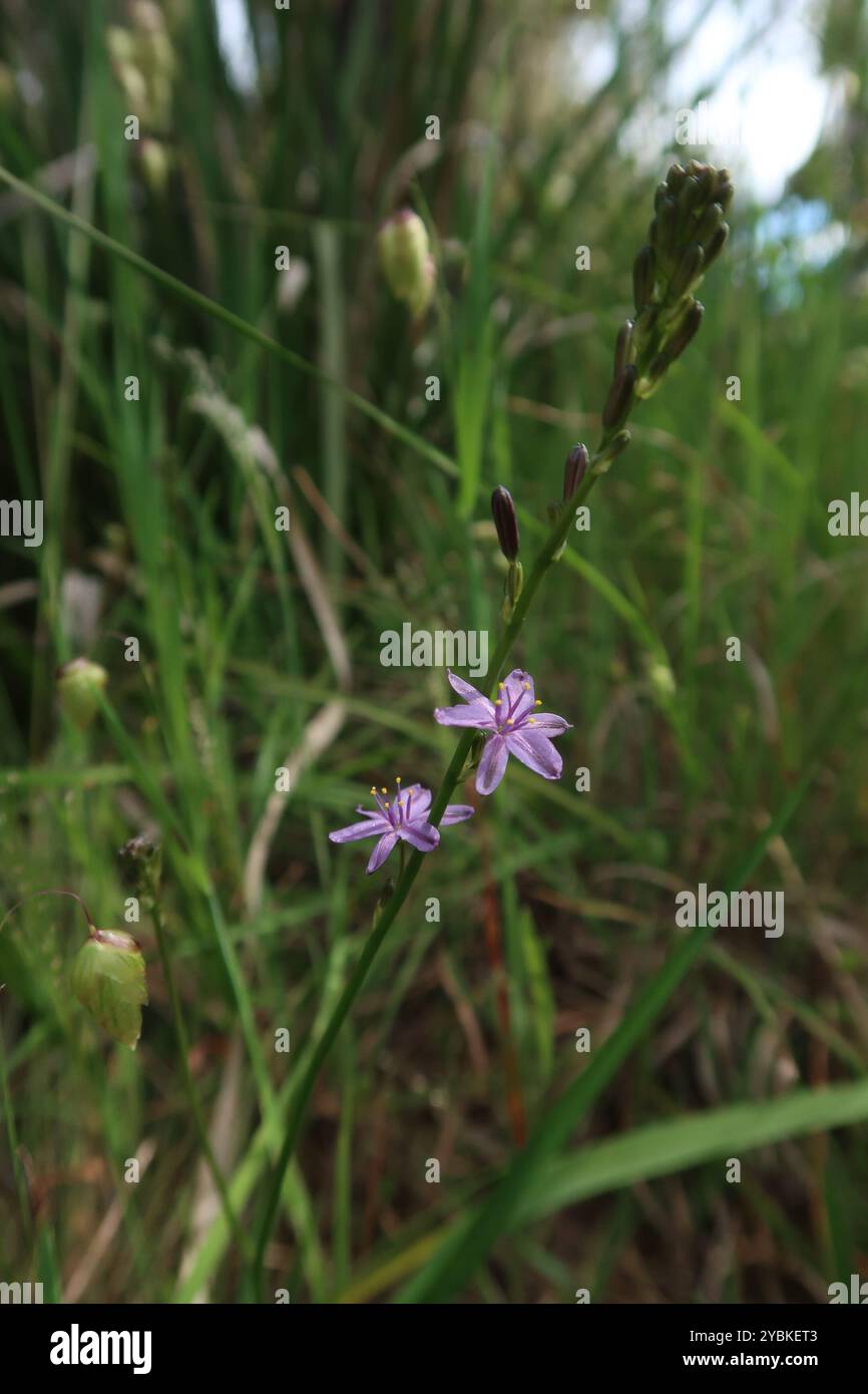 Calliantha hi-res stock photography and images - Alamy