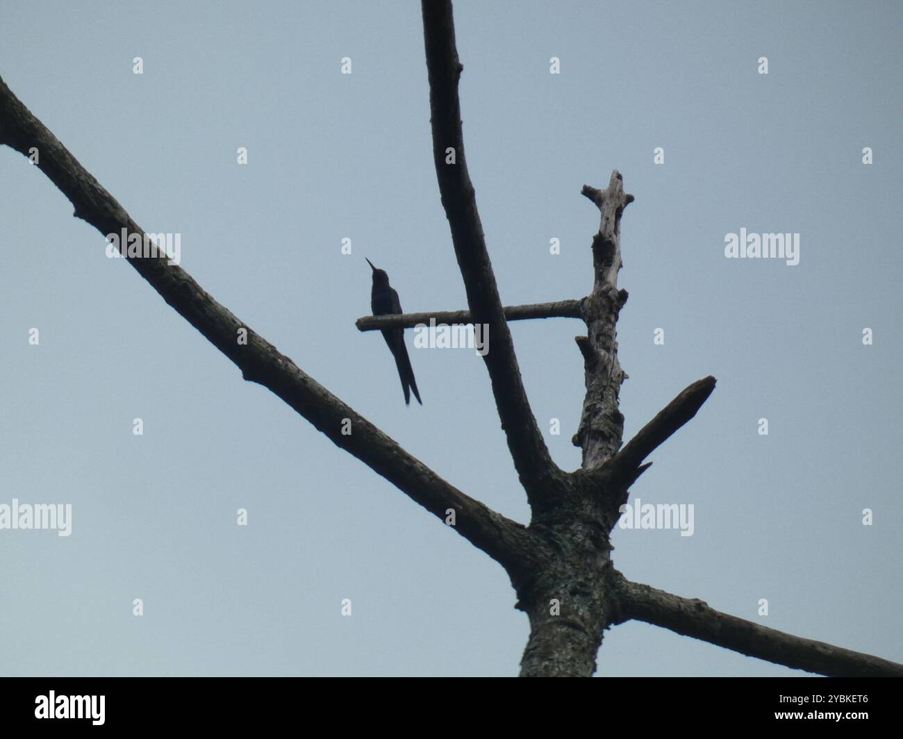 Swallow-tailed Hummingbird (Eupetomena macroura) Aves Stock Photo - Alamy