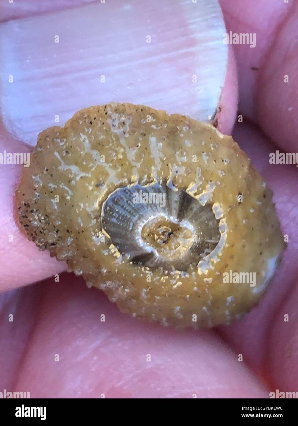 Two-spotted Keyhole Limpet (Fissurellidea bimaculata) Mollusca Stock ...