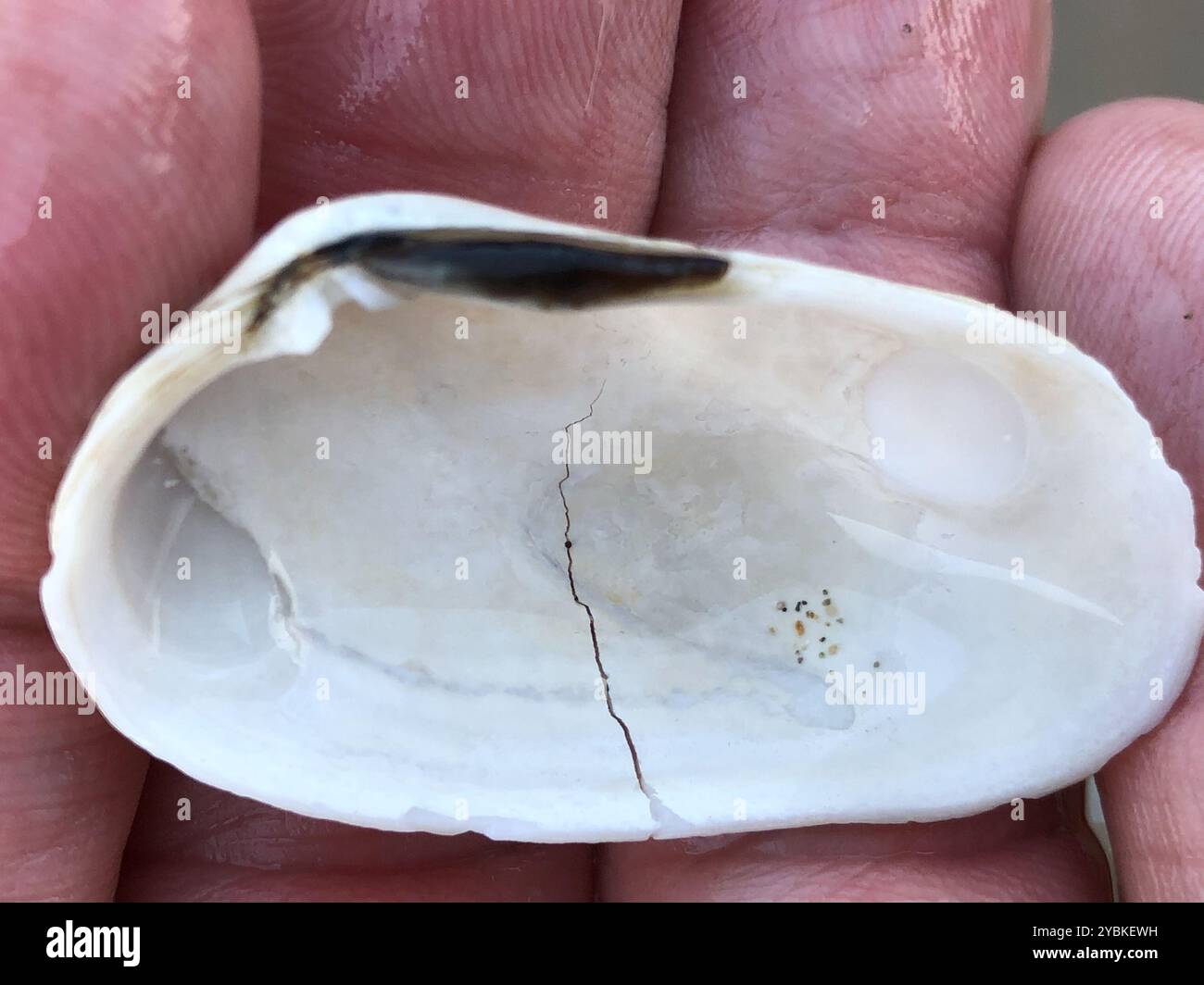 Hearty Petricola (Petricola carditoides) Mollusca Stock Photo - Alamy