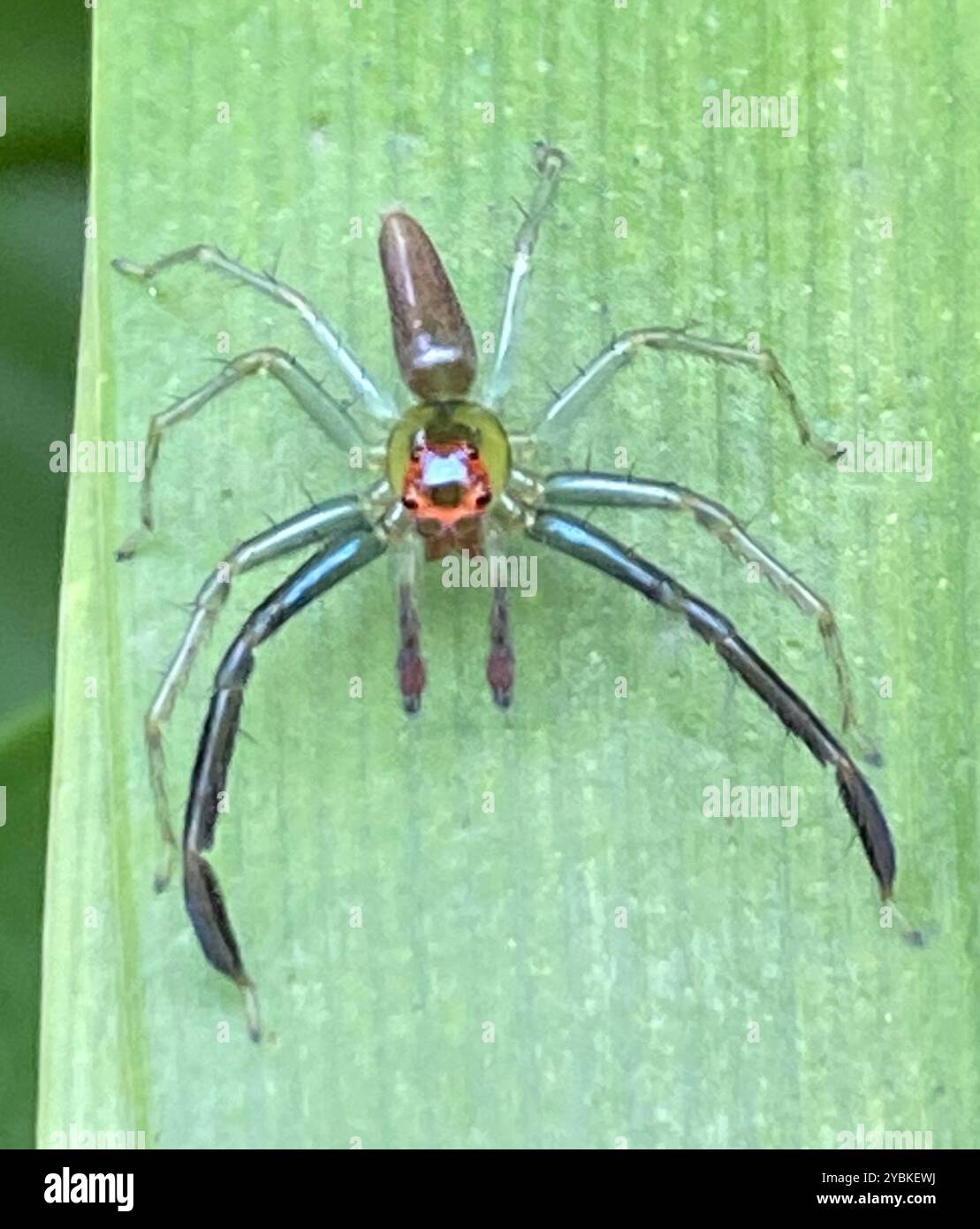 Translucent Green Jumping Spiders (Lyssomanes) Arachnida Stock Photo ...