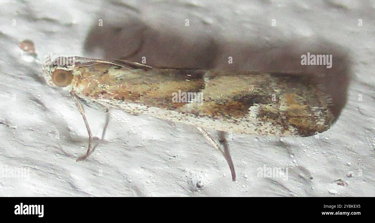 Knot-horn Moths (Phycitinae) Insecta Stock Photo - Alamy