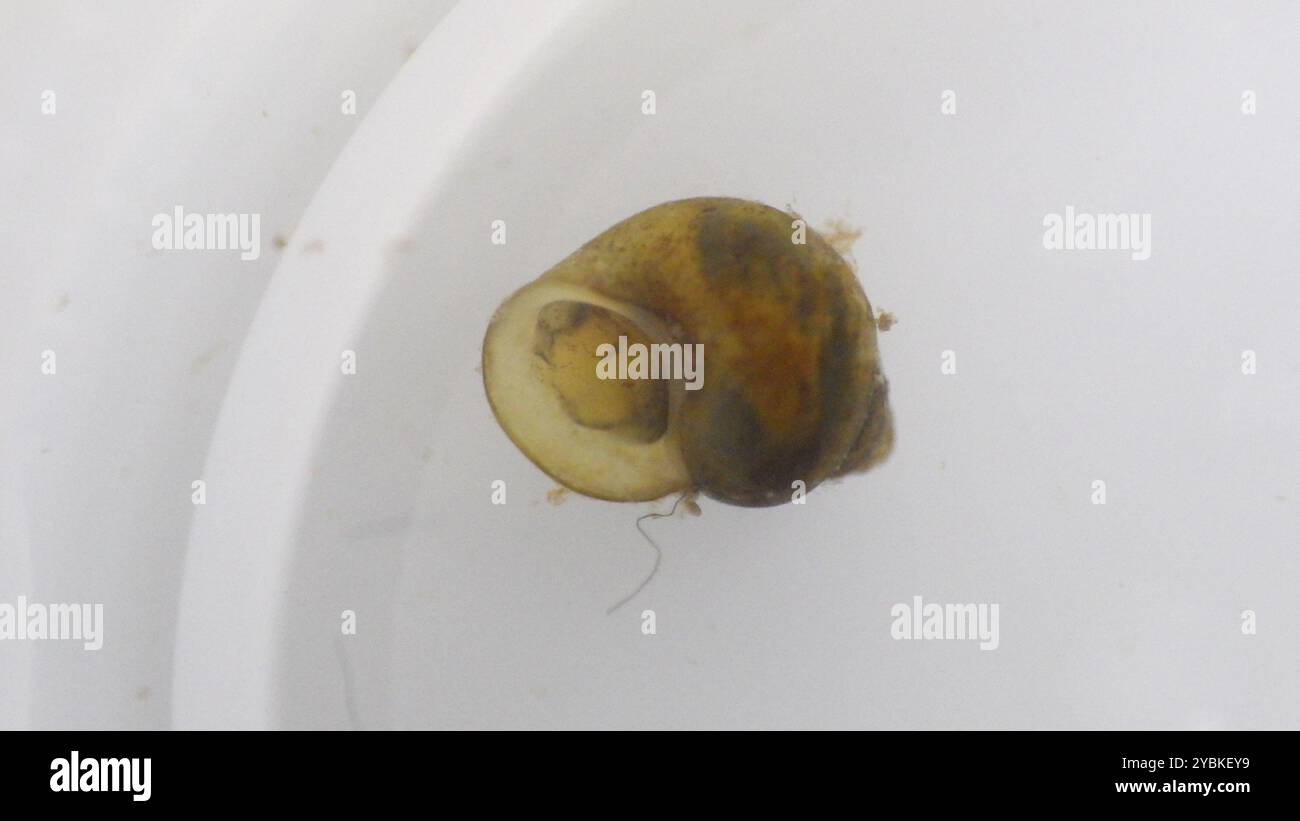 Hydrobiid Mud Snails (Hydrobiidae) Mollusca Stock Photo - Alamy