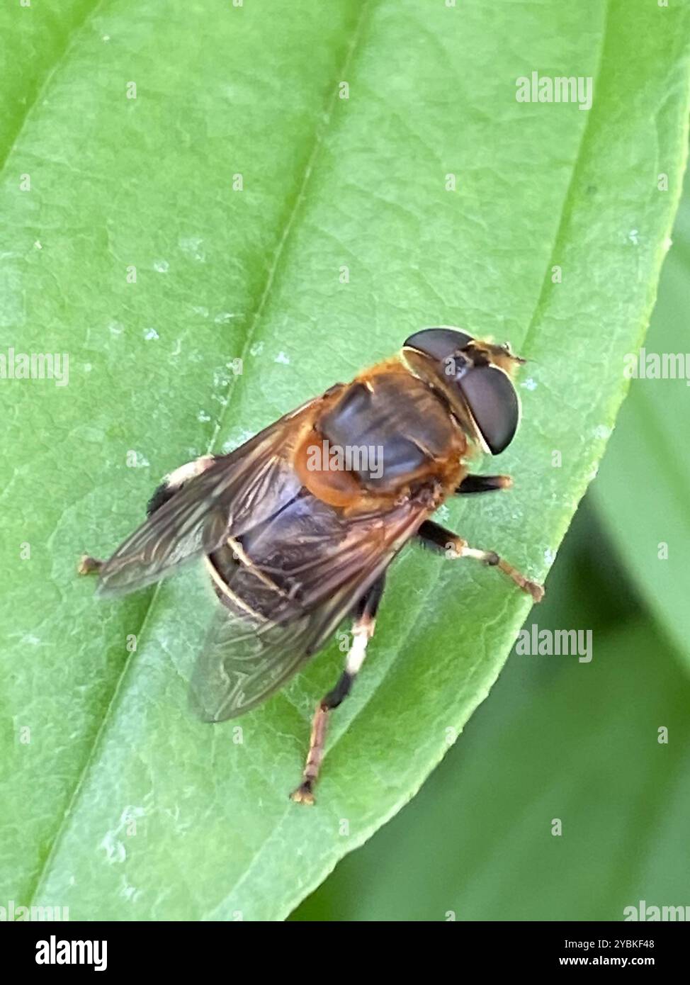 Plushback Flies (Palpada) Insecta Stock Photo - Alamy