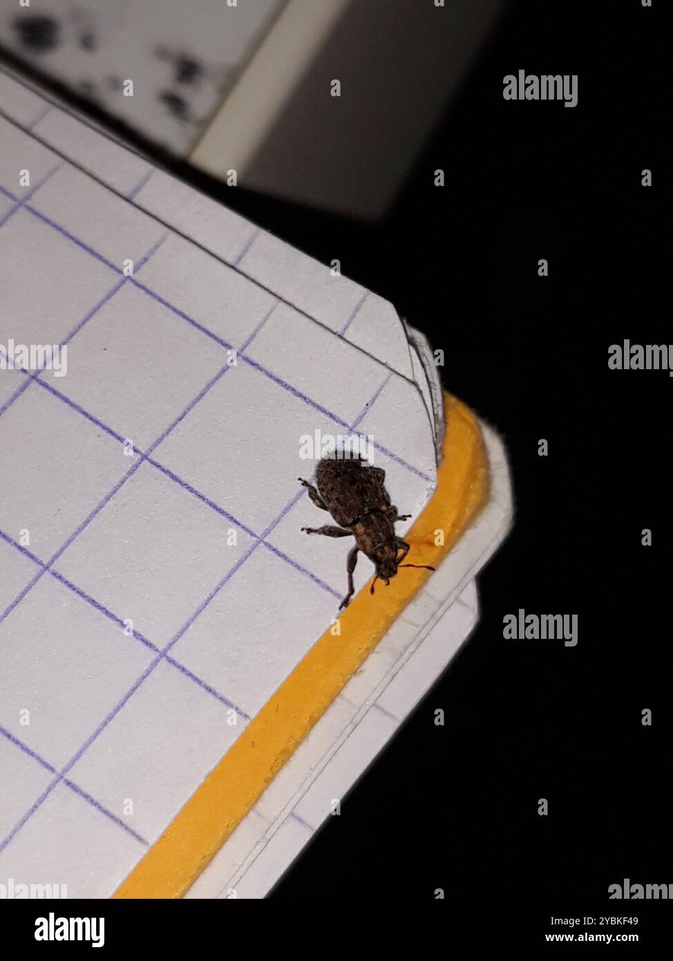 Clover Weevil (Sitona hispidulus) Insecta Stock Photo - Alamy