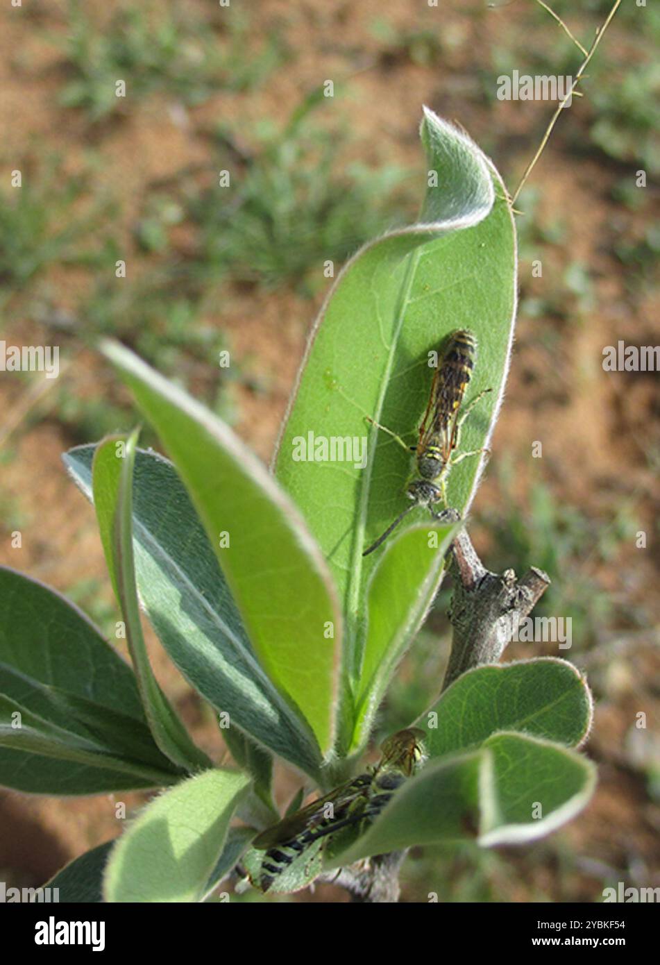 Terminalia sericea hi-res stock photography and images - Alamy