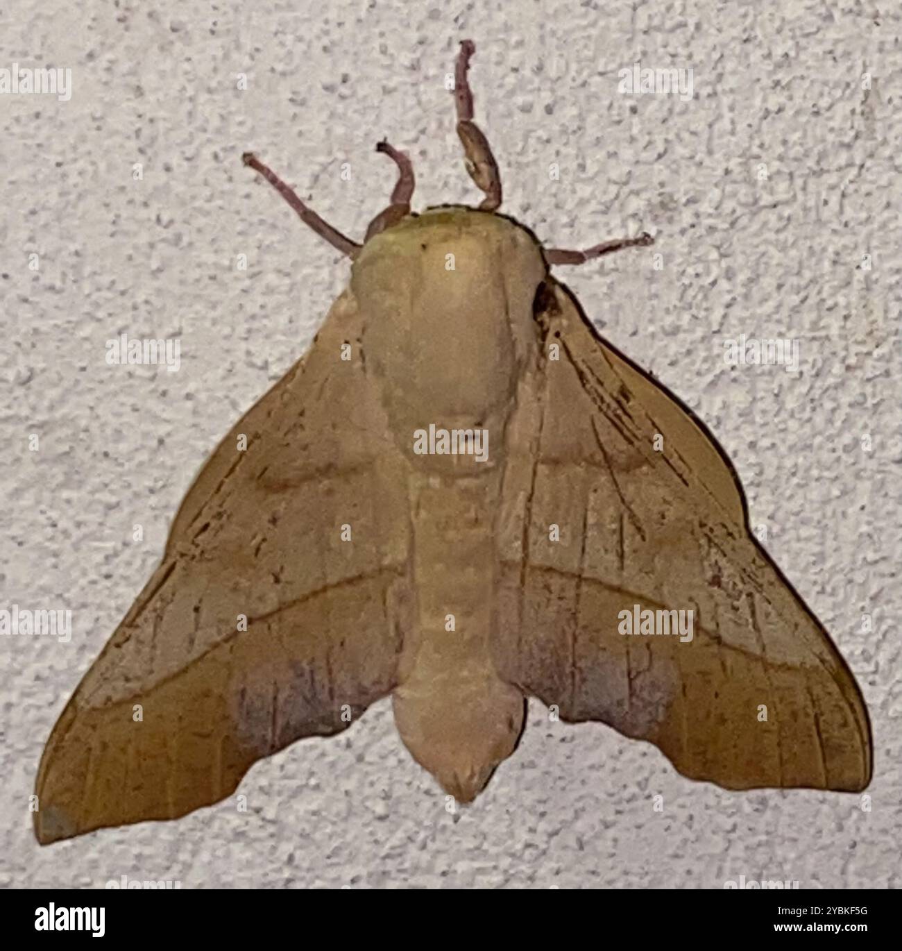 Syssphinx molina hi-res stock photography and images - Alamy