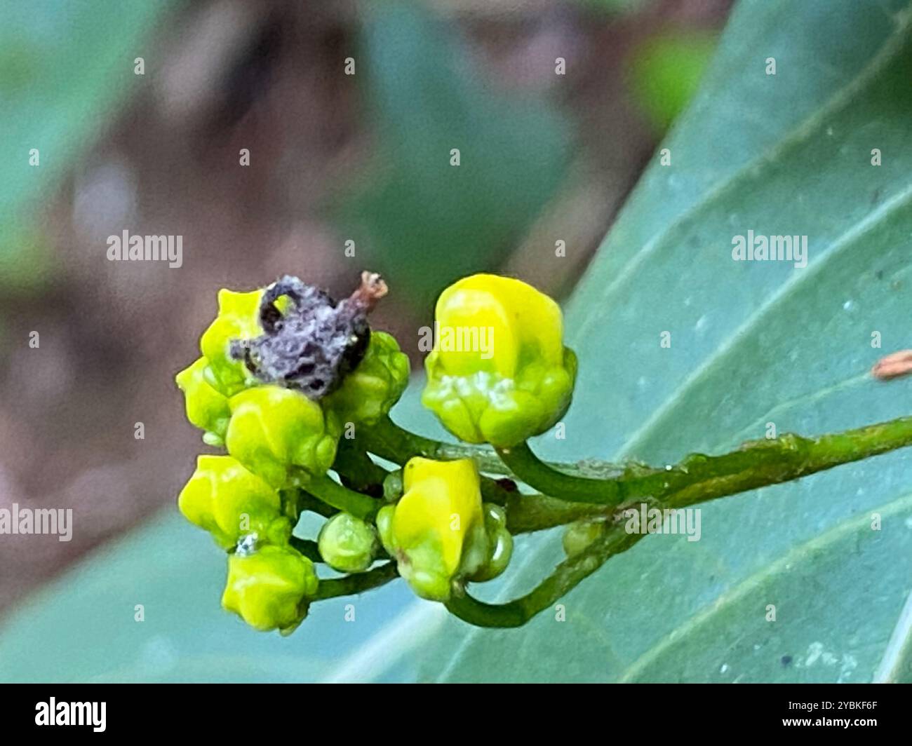 vascular plants (Tracheophyta) Plantae Stock Photo - Alamy