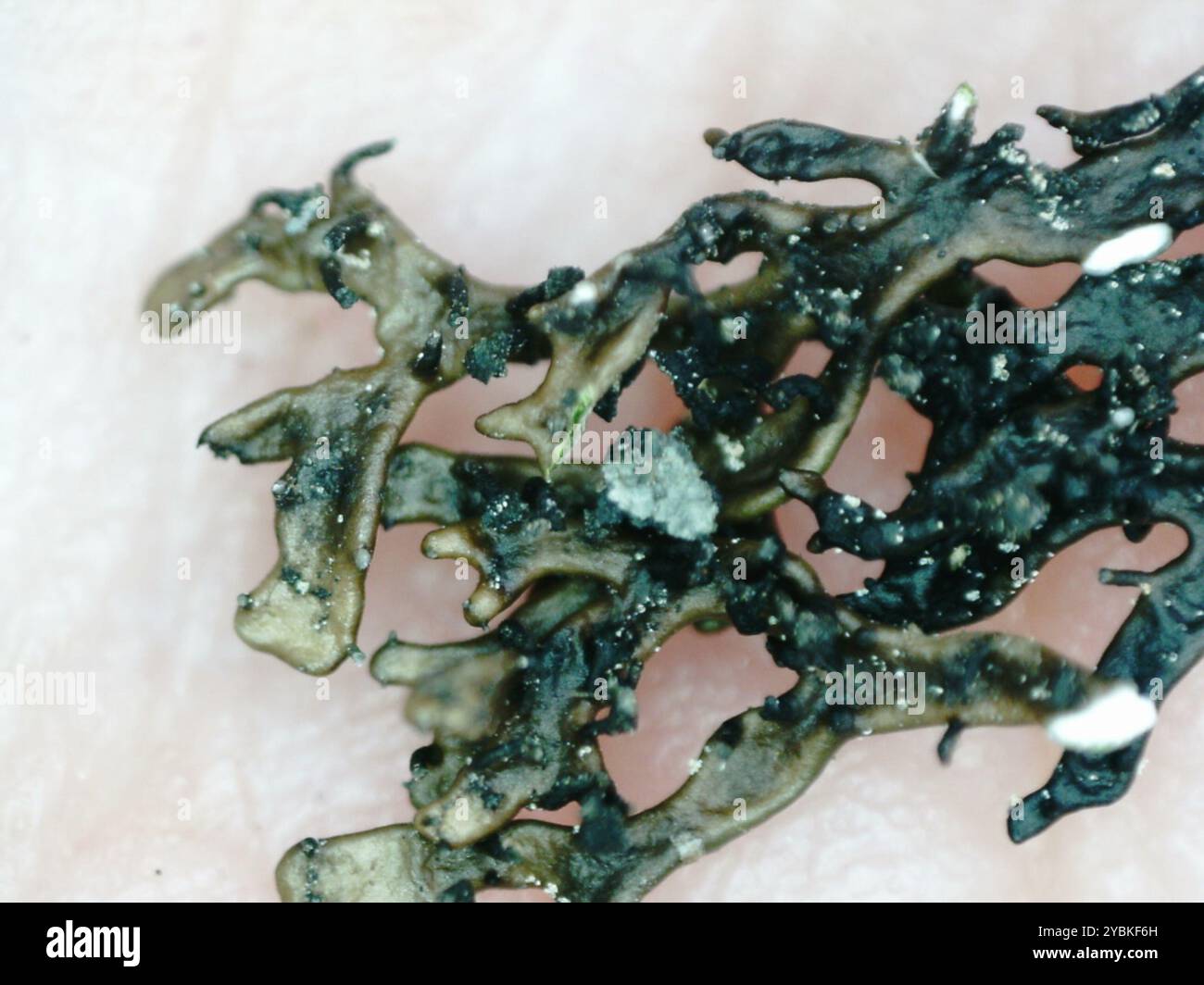 Stygian Black-parmelia (Melanelia stygia) Fungi Stock Photo - Alamy