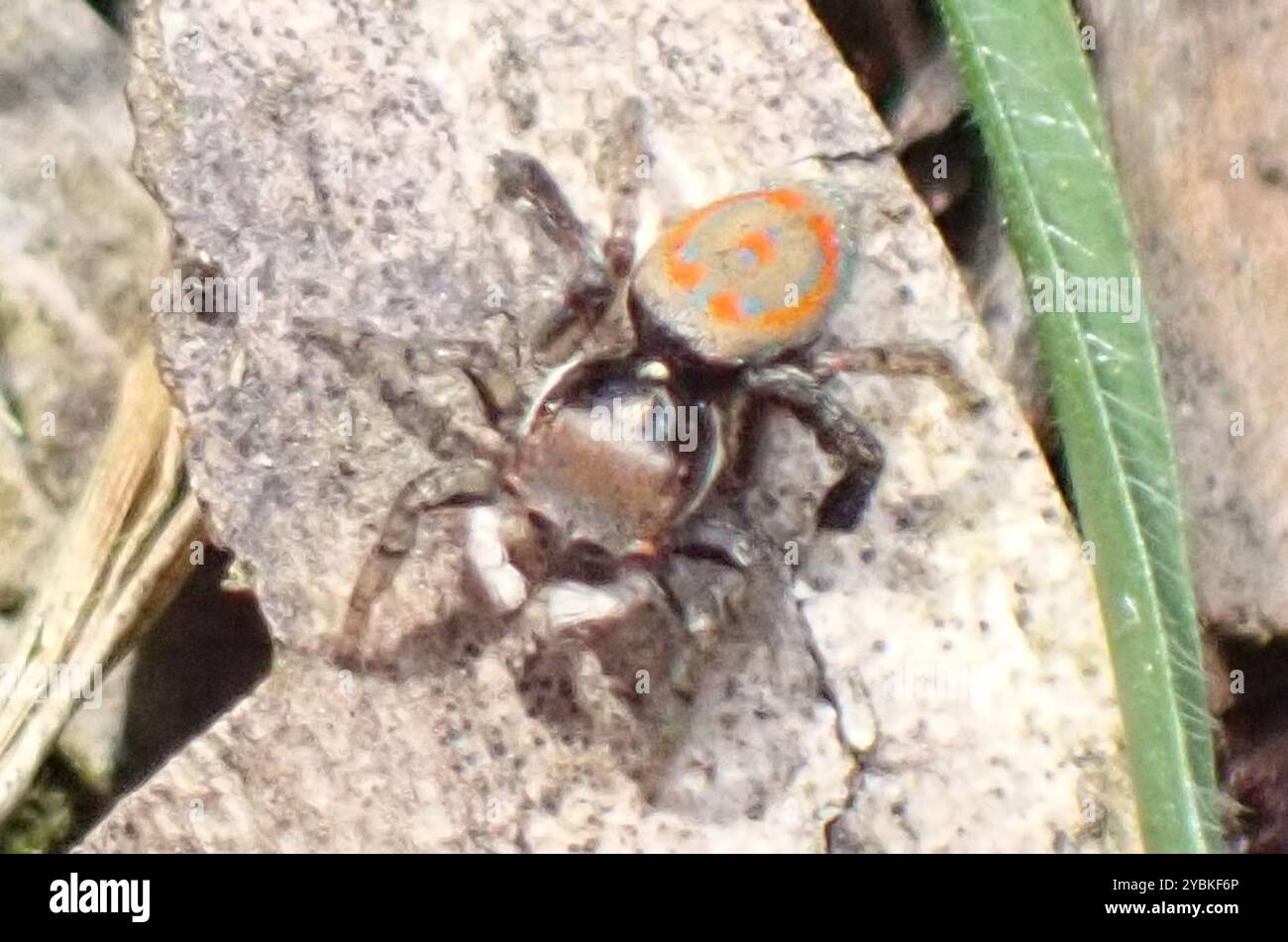 Common Peacock Spider (Maratus pavonis) Arachnida Stock Photo - Alamy
