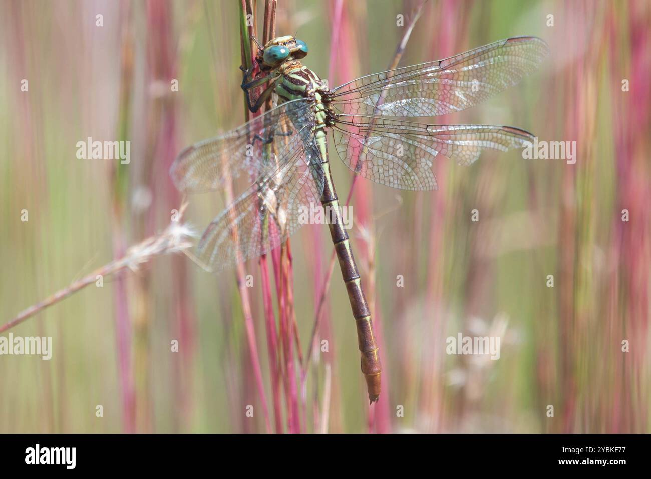 Stylurus plagiatus hi-res stock photography and images - Alamy