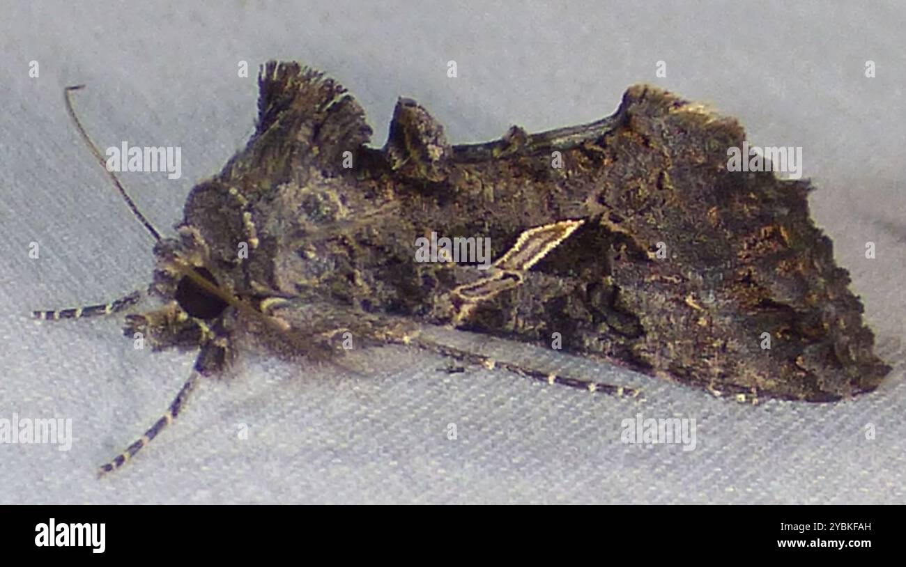 Sharp-stigma Looper Moth (Ctenoplusia oxygramma) Insecta Stock Photo ...