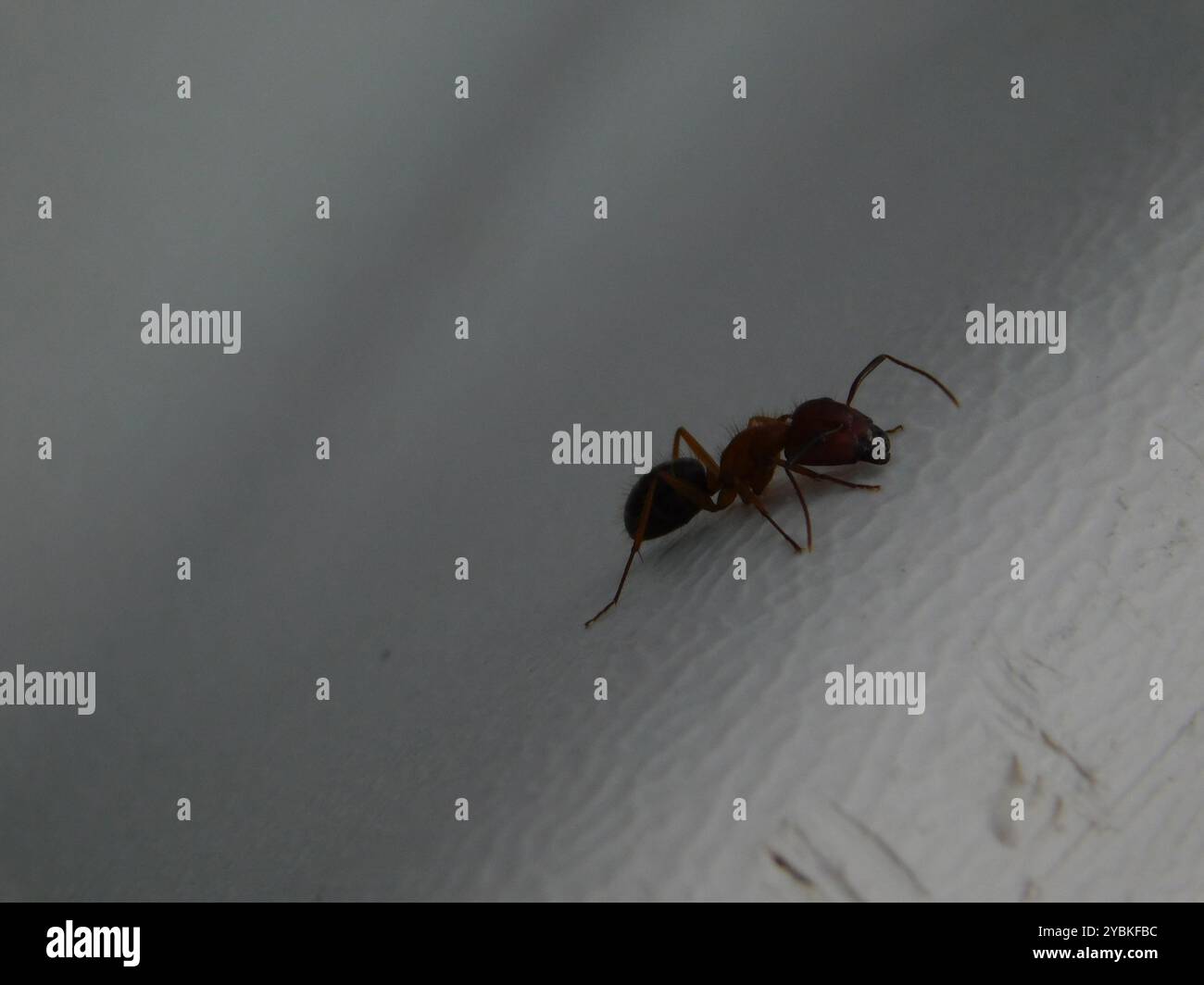 Florida Carpenter Ant (Camponotus floridanus) Insecta Stock Photo - Alamy