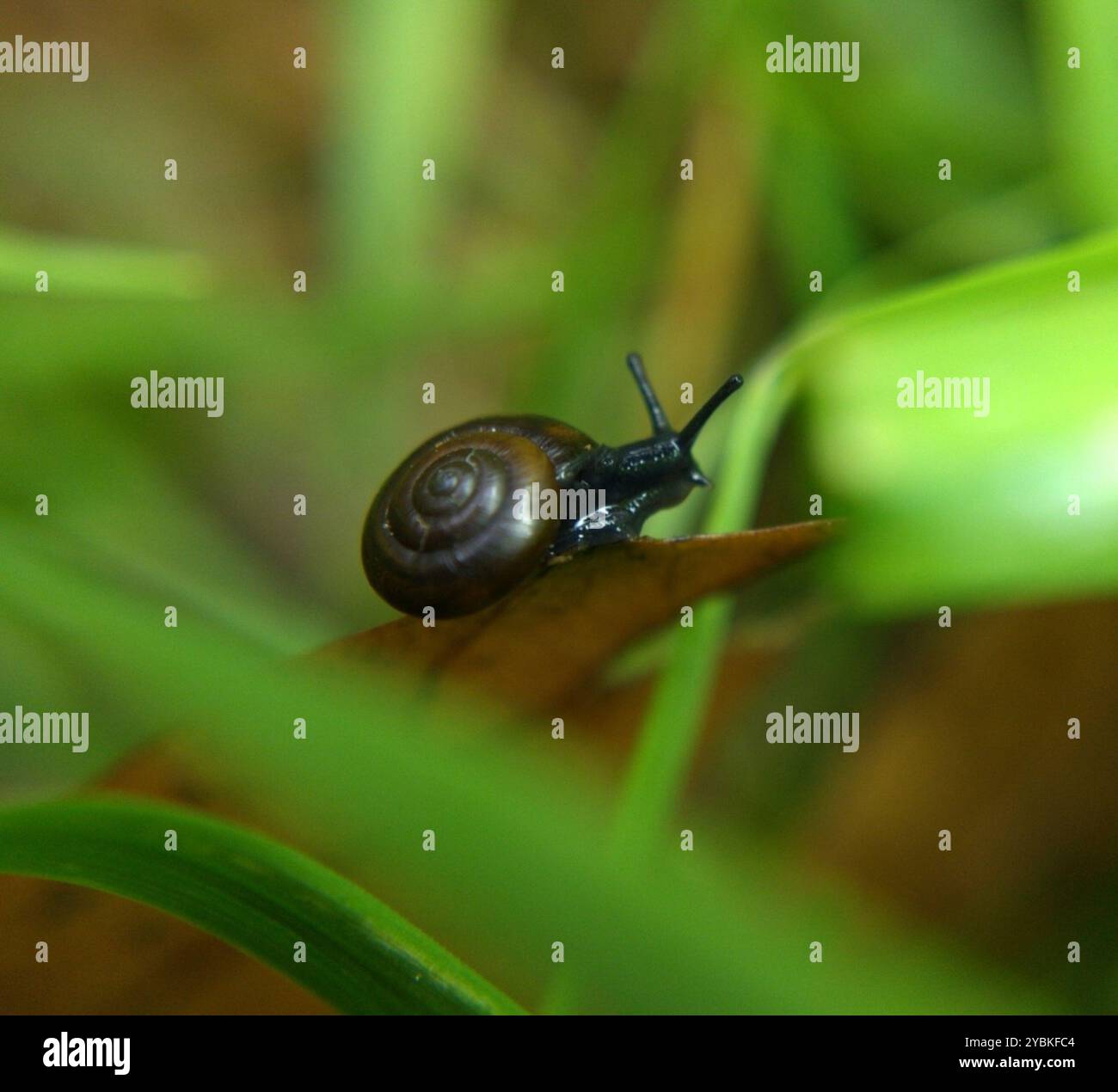 Common Land Snails and Slugs (Stylommatophora) Mollusca Stock Photo - Alamy