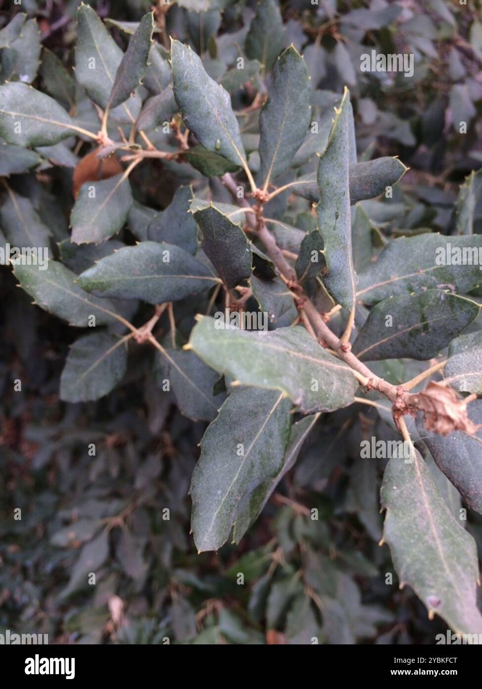 oaks (Quercus) Plantae Stock Photo - Alamy