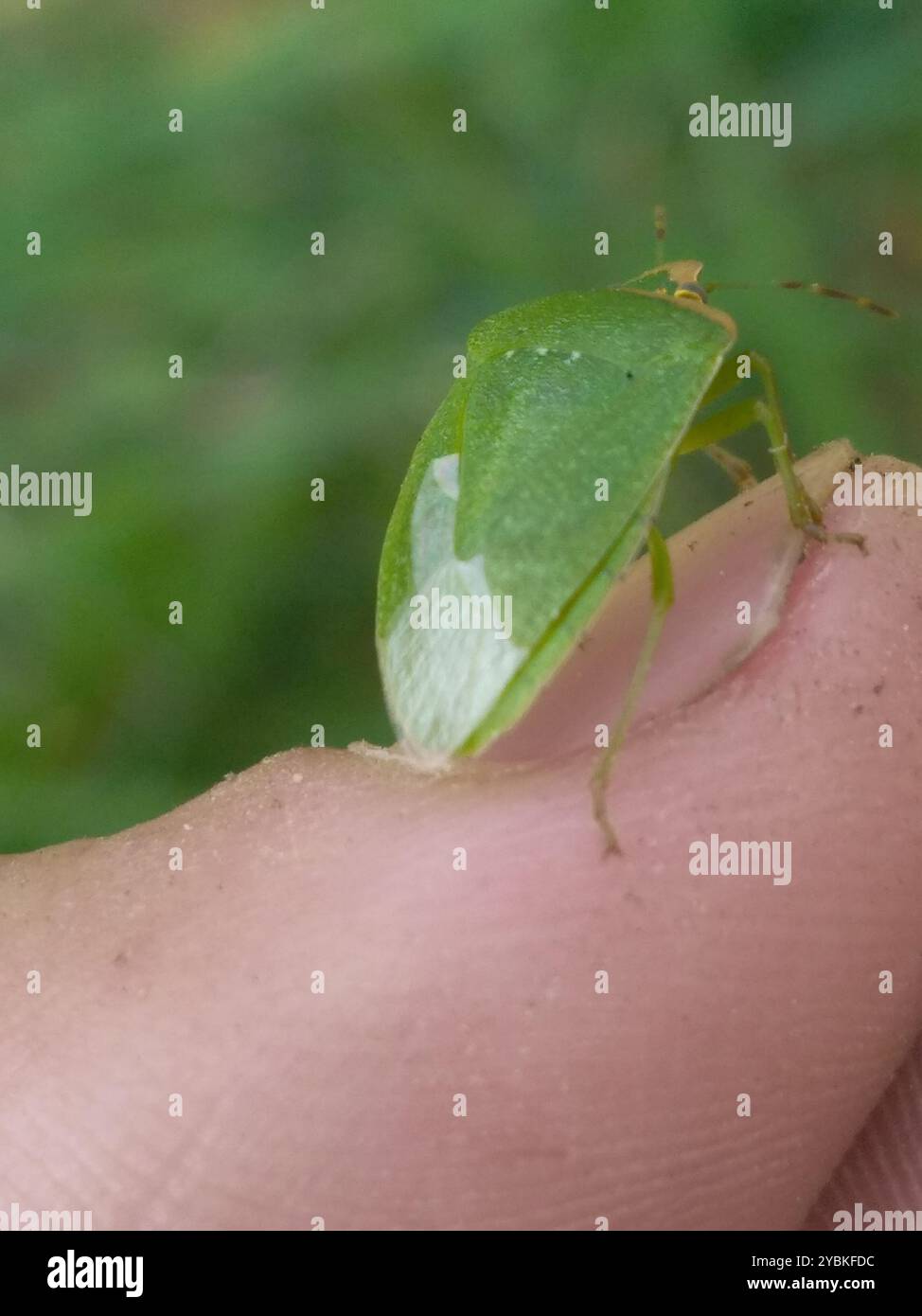 Southern Green Stink Bug (Nezara viridula) Insecta Stock Photo - Alamy