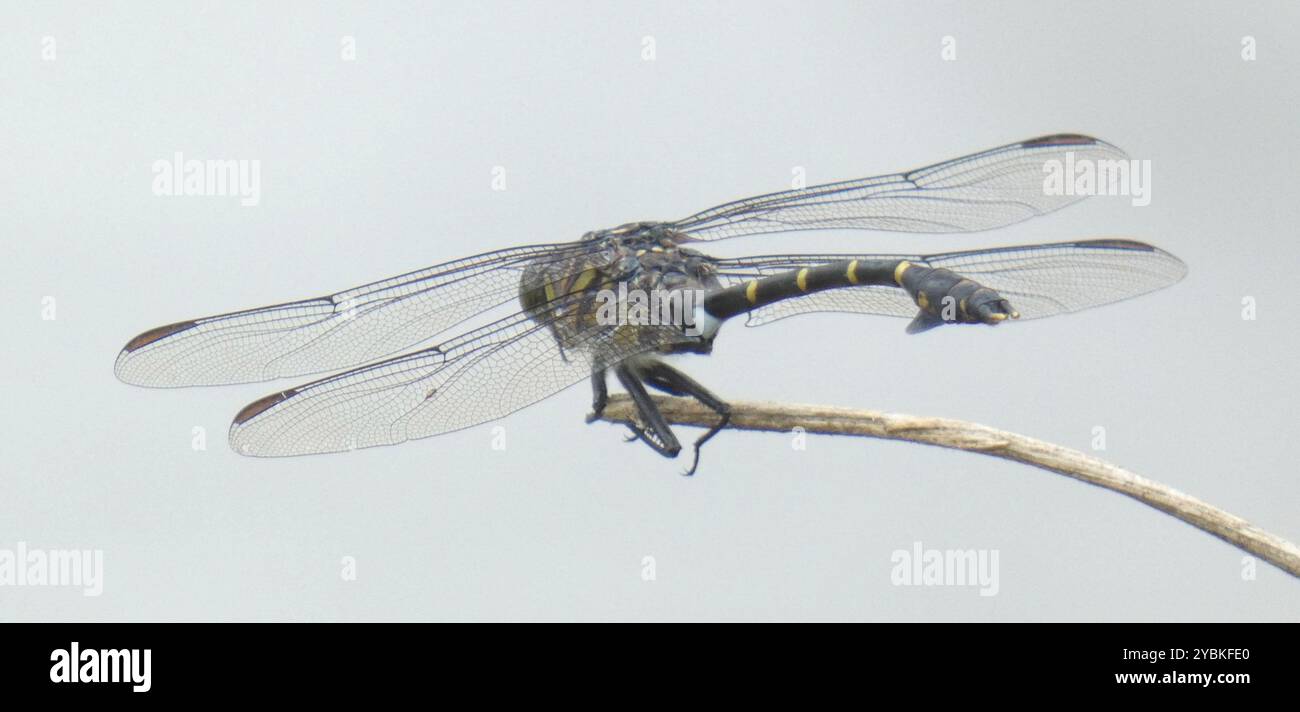 South American Tigertail (Cacoides latro) Insecta Stock Photo - Alamy