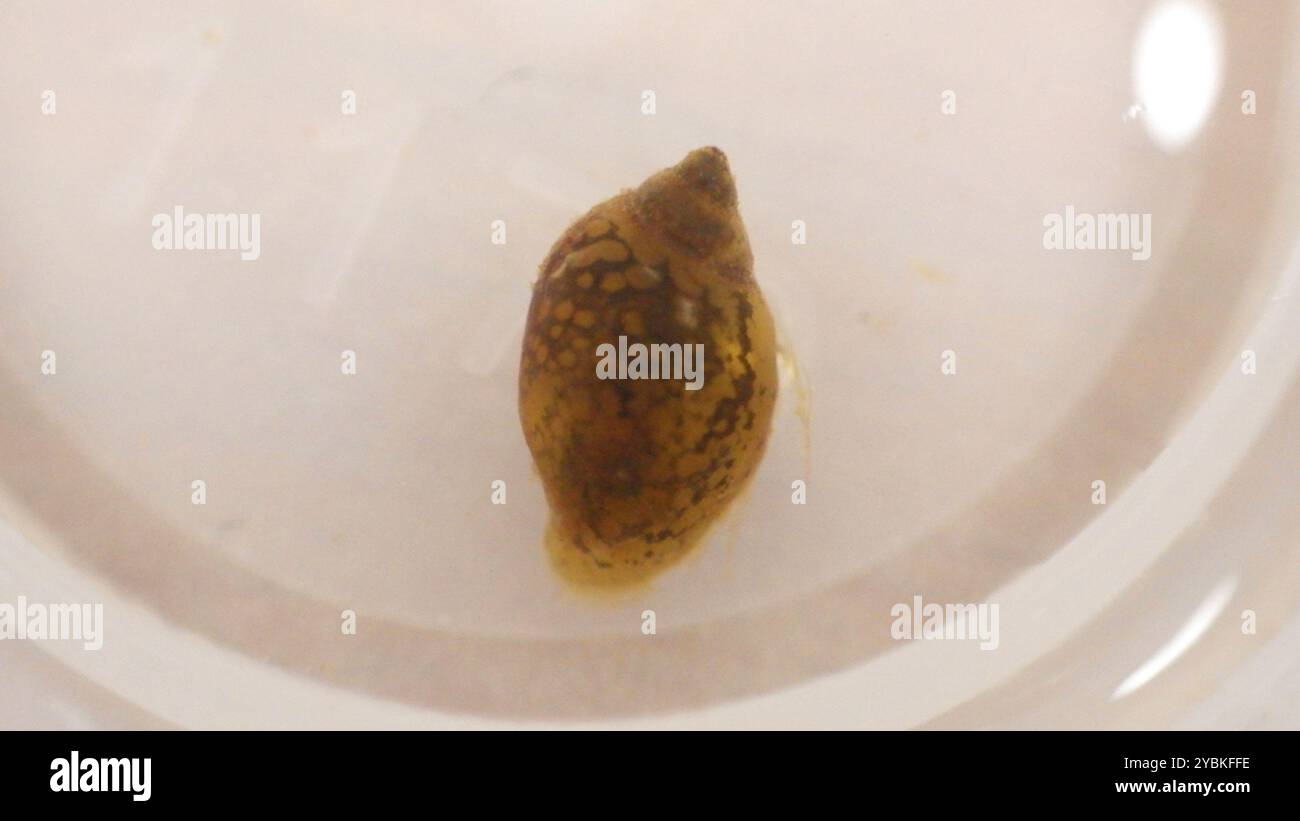Bladder Snails (Physidae) Mollusca Stock Photo - Alamy