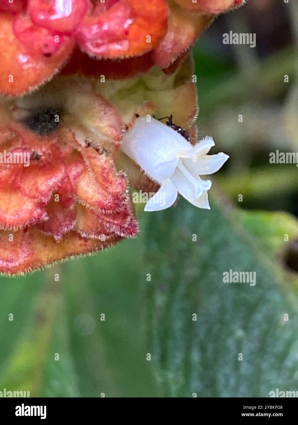 vascular plants (Tracheophyta) Plantae Stock Photo - Alamy