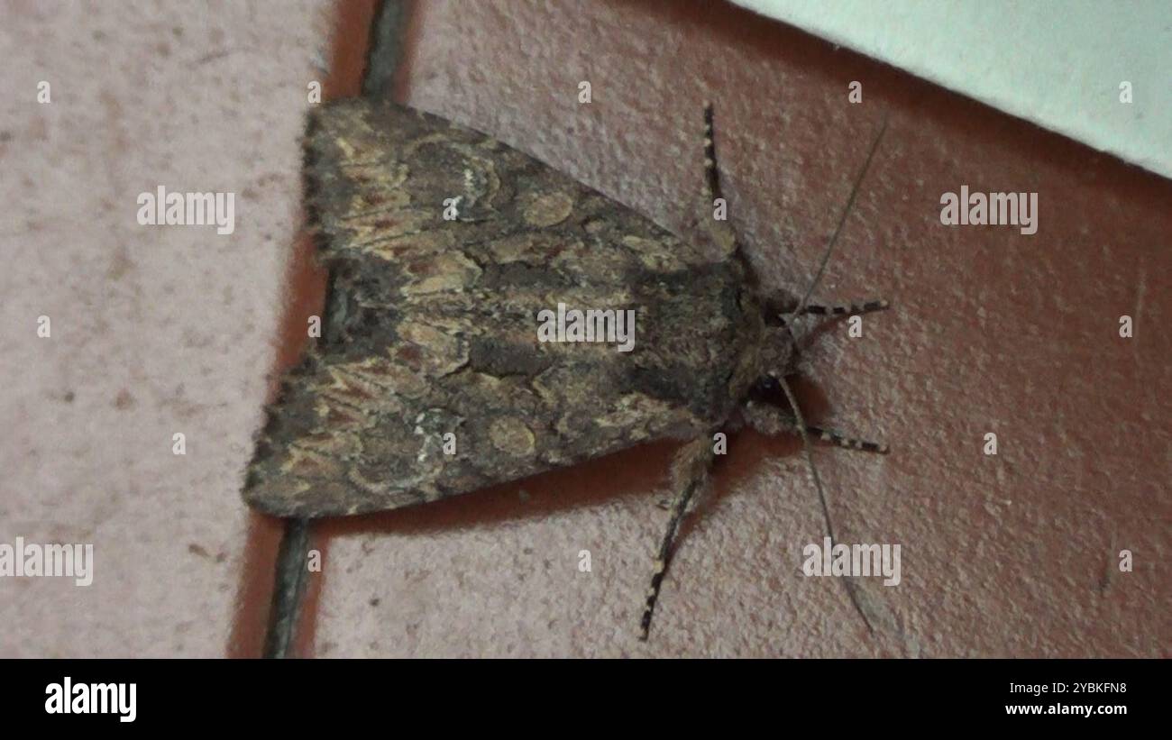 Bedrule hi-res stock photography and images - Alamy