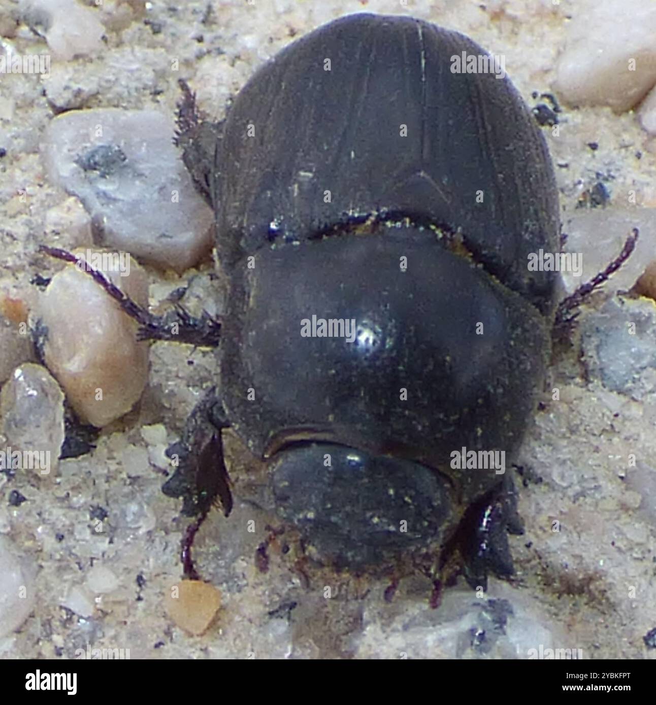 Sugarcane Beetle (Euetheola humilis) Insecta Stock Photo - Alamy