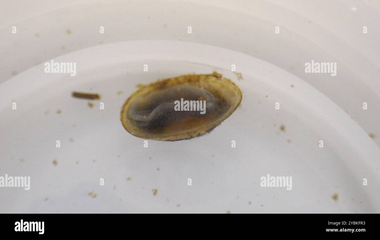 Ancylinae hi-res stock photography and images - Alamy