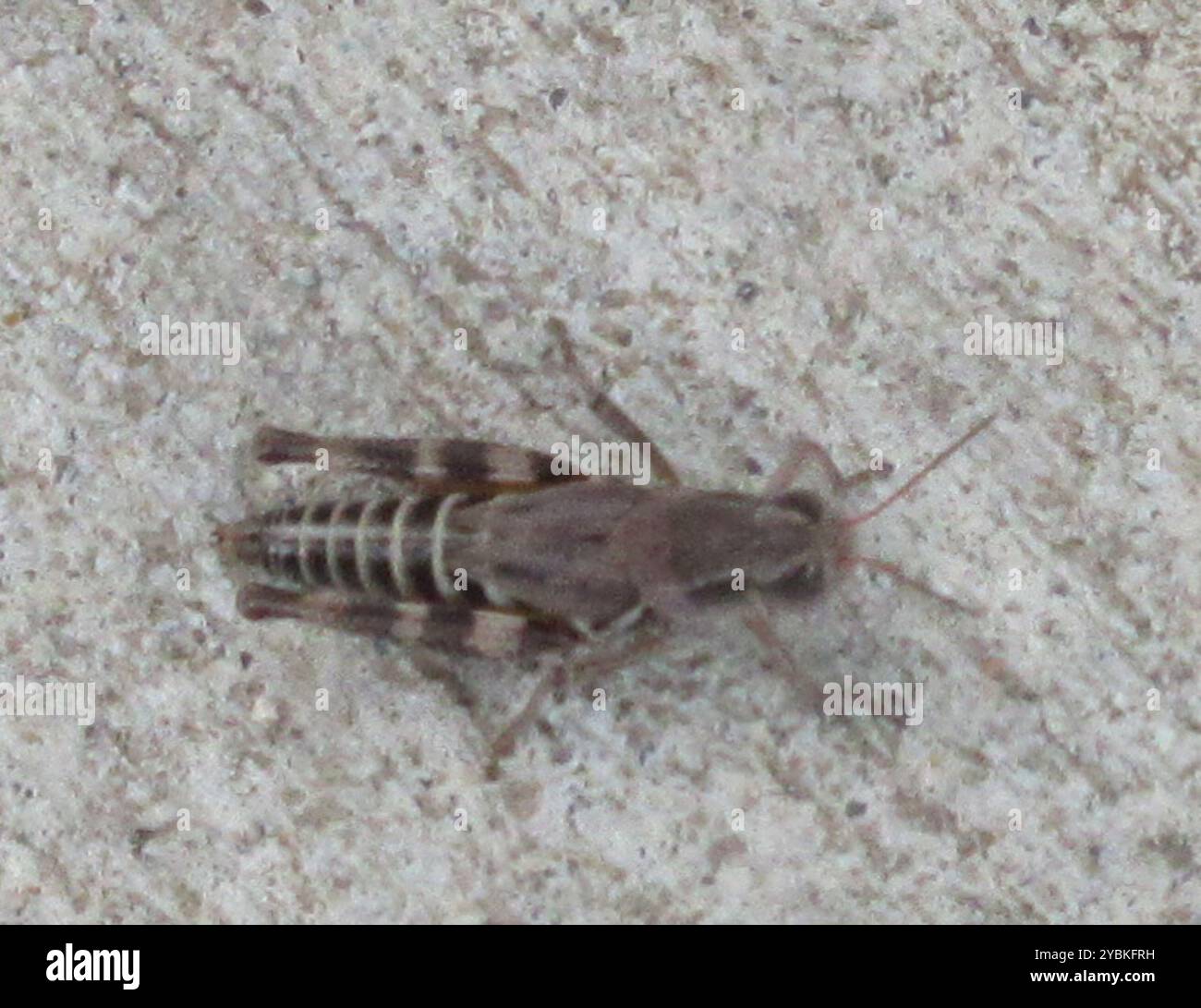 Dawson's Spur-throat Grasshopper (Melanoplus dawsoni) Insecta Stock ...